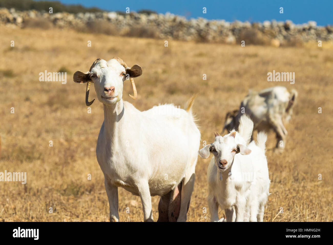 Goat family hi-res stock photography and images - Alamy