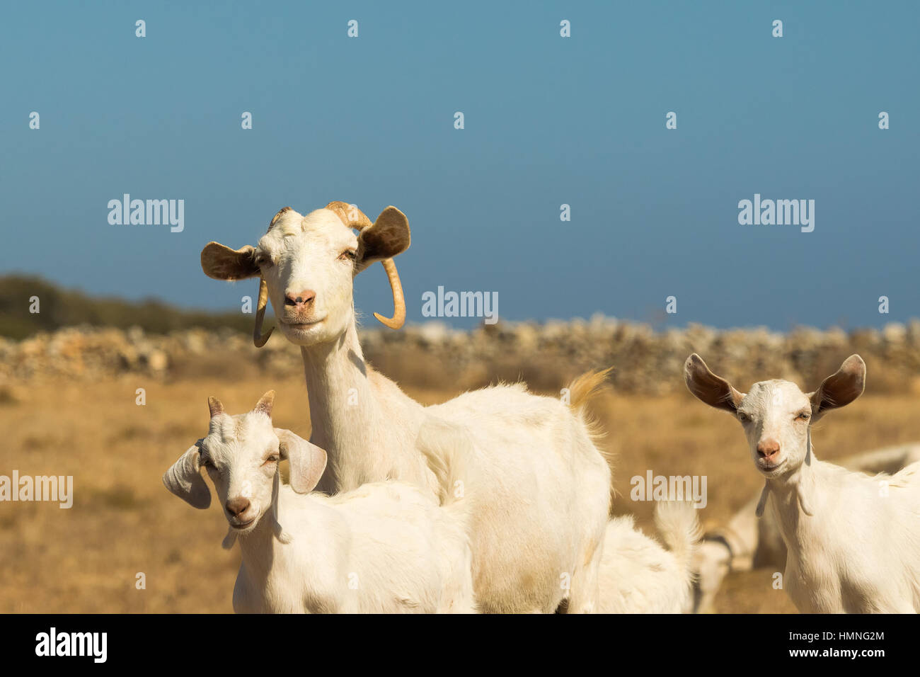Beautiful healthy goat family moment Stock Photo - Alamy
