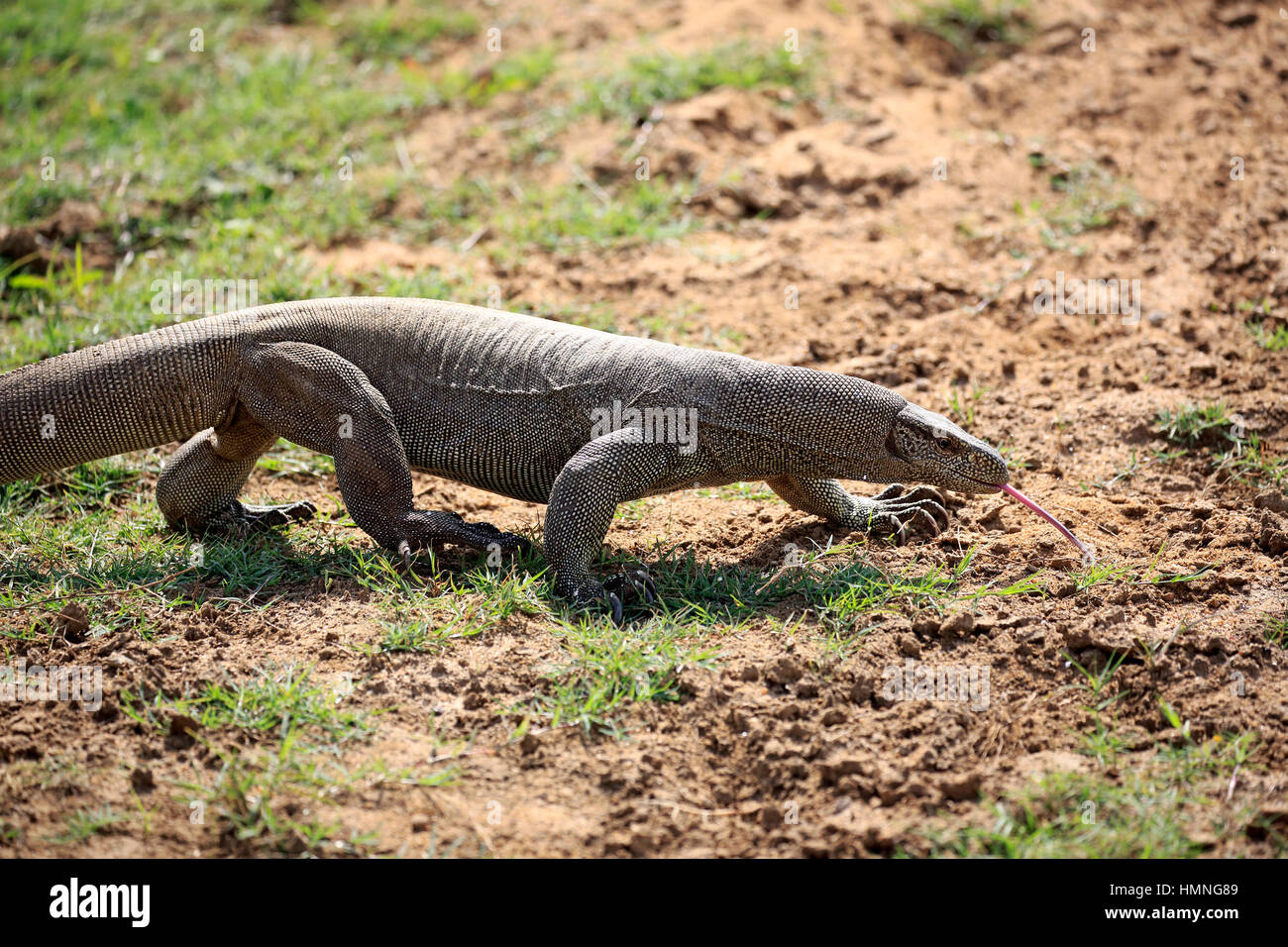 Adult bengal monitor hi-res stock photography and images - Alamy