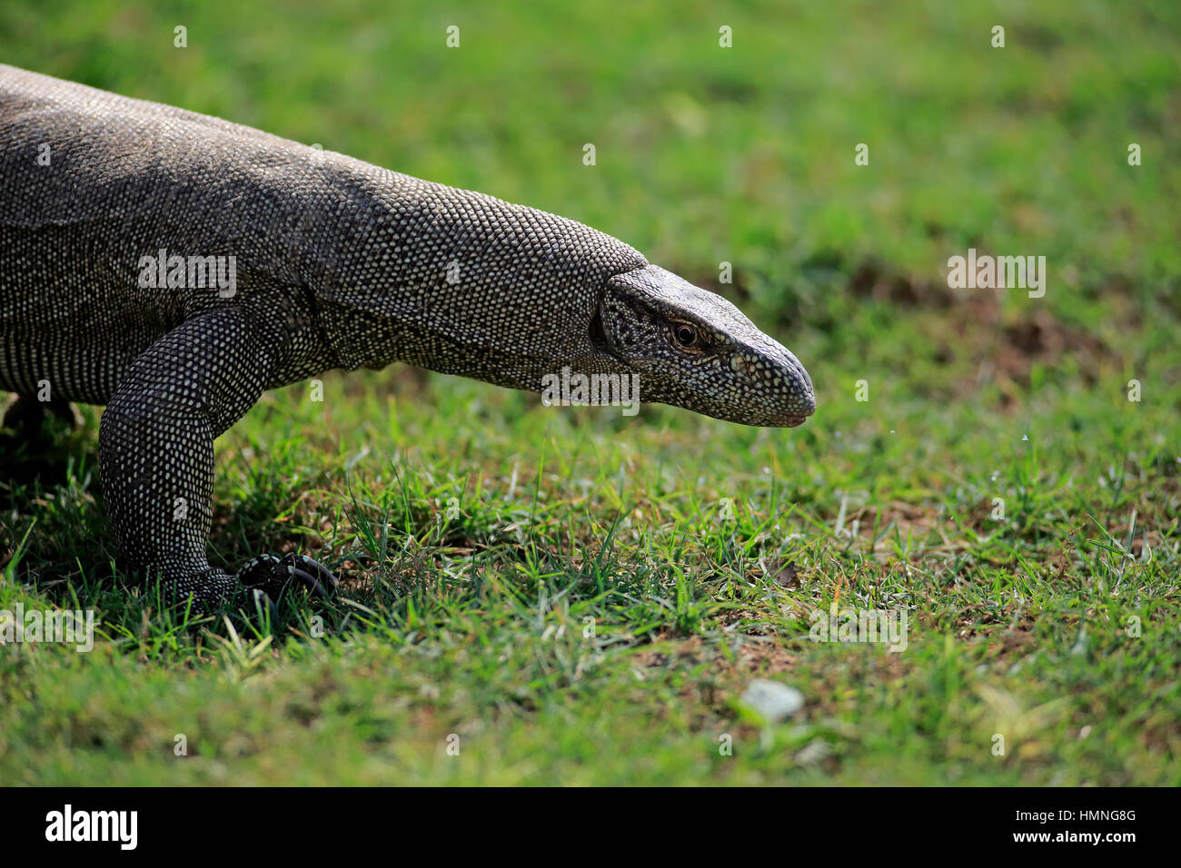Bengal Monitor, (Varanus bengalensis), adult searching for food ...