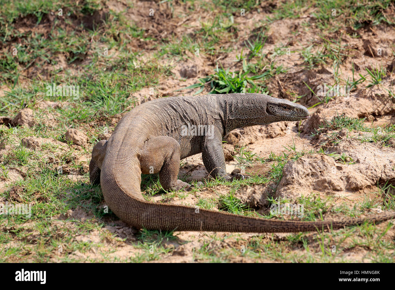 Bengal Monitor, (Varanus bengalensis), adult searching for food ...