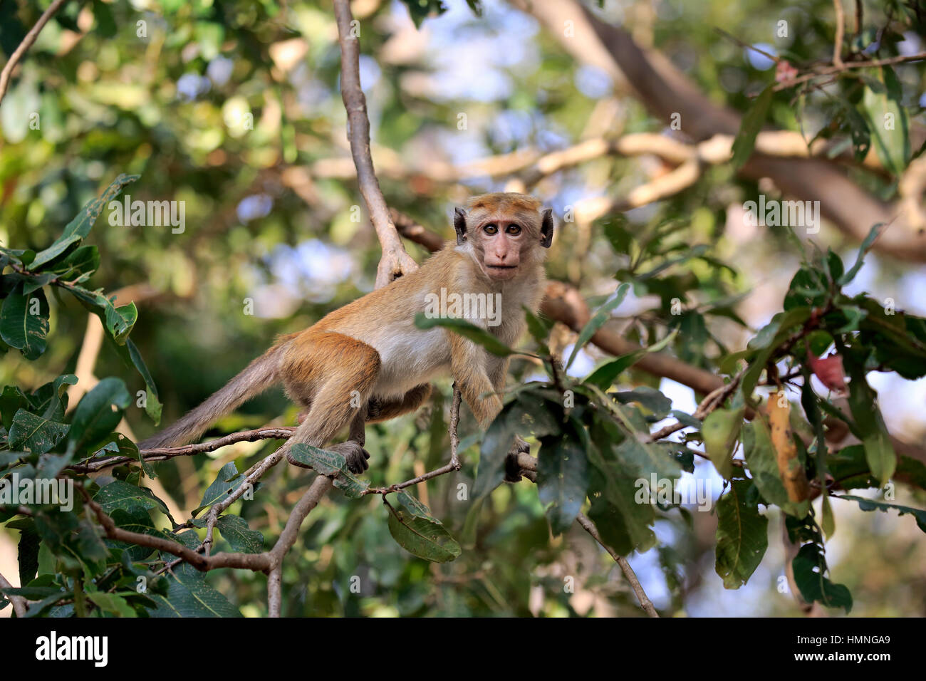 Red Monkey, Macaca sinica), adult female on tree foraging, Yala ...