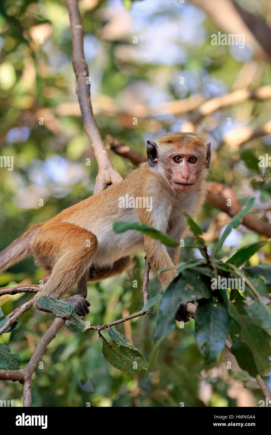 Red Monkey, Macaca sinica), adult on tree, Yala Nationalpark, Sri Lanka ...