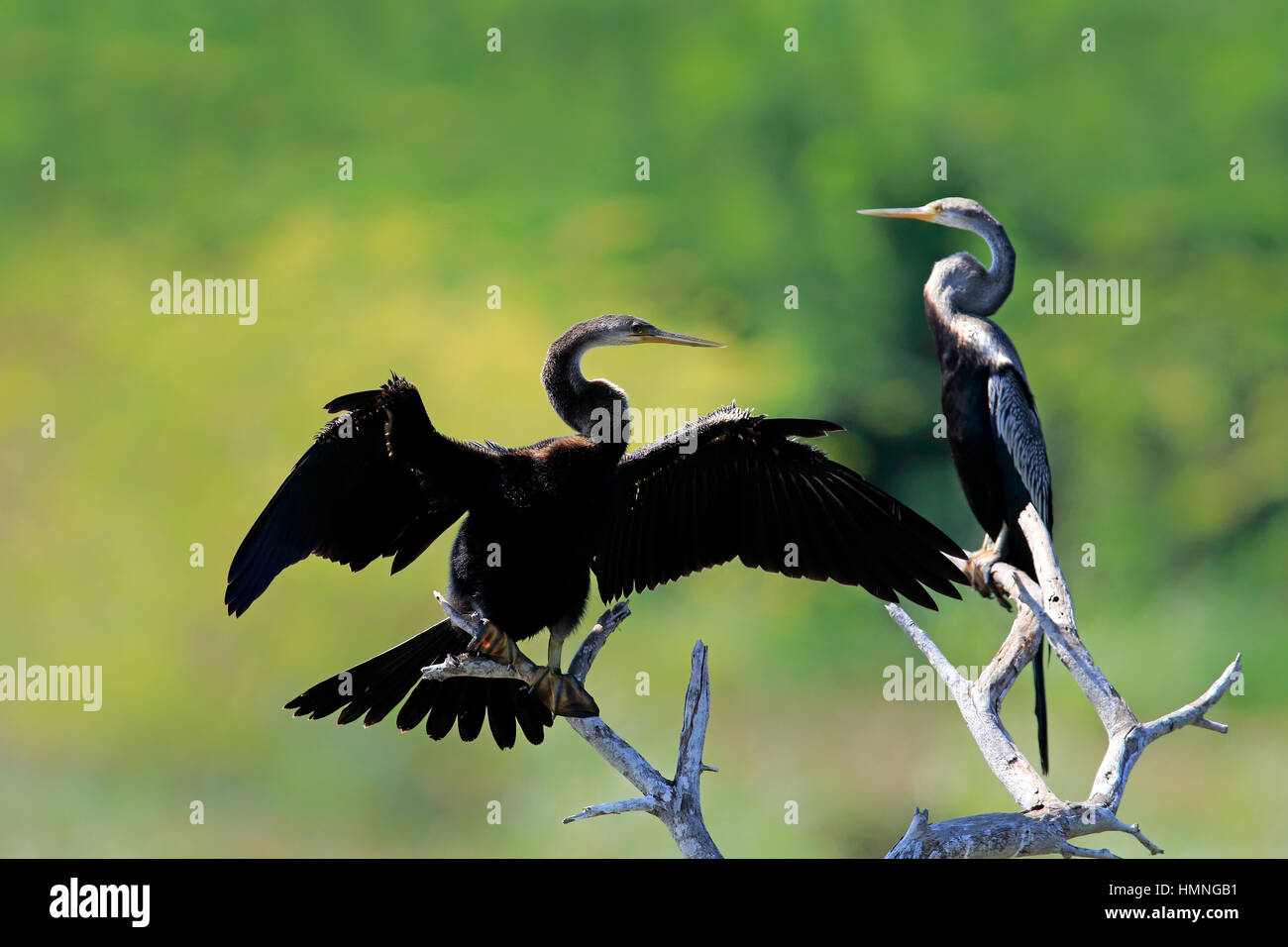 IOriental Darter, (Anhinga melanogaster), Eastern Darter, Indian Darter ...
