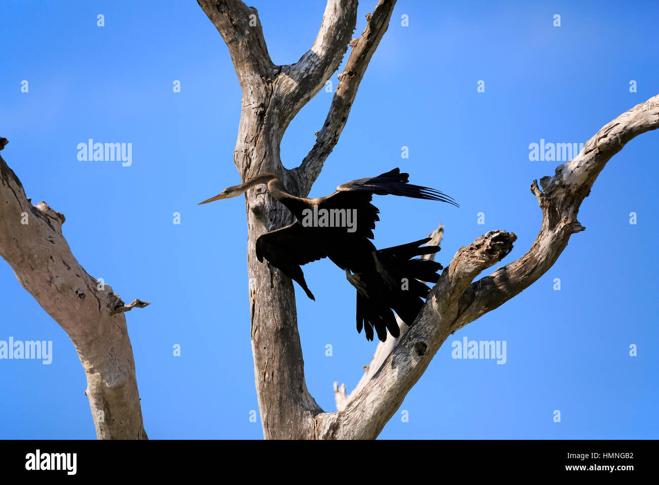 Oriental Darter, (Anhinga melanogaster), Eastern Darter, Indian Darter ...