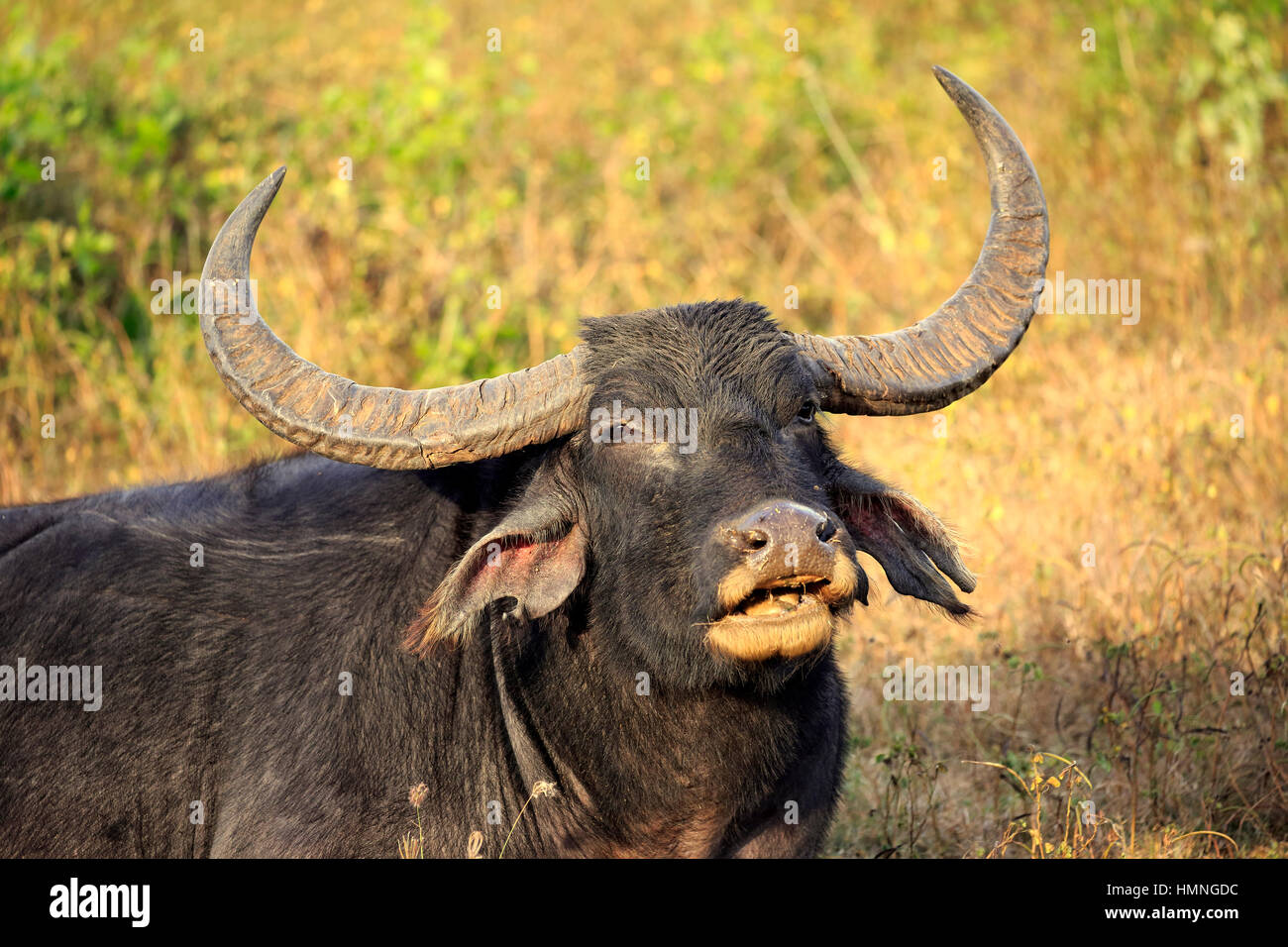 Wild Water Buffalo, (Bubalus arnee), adult male, Yala Nationalpark, Sri ...