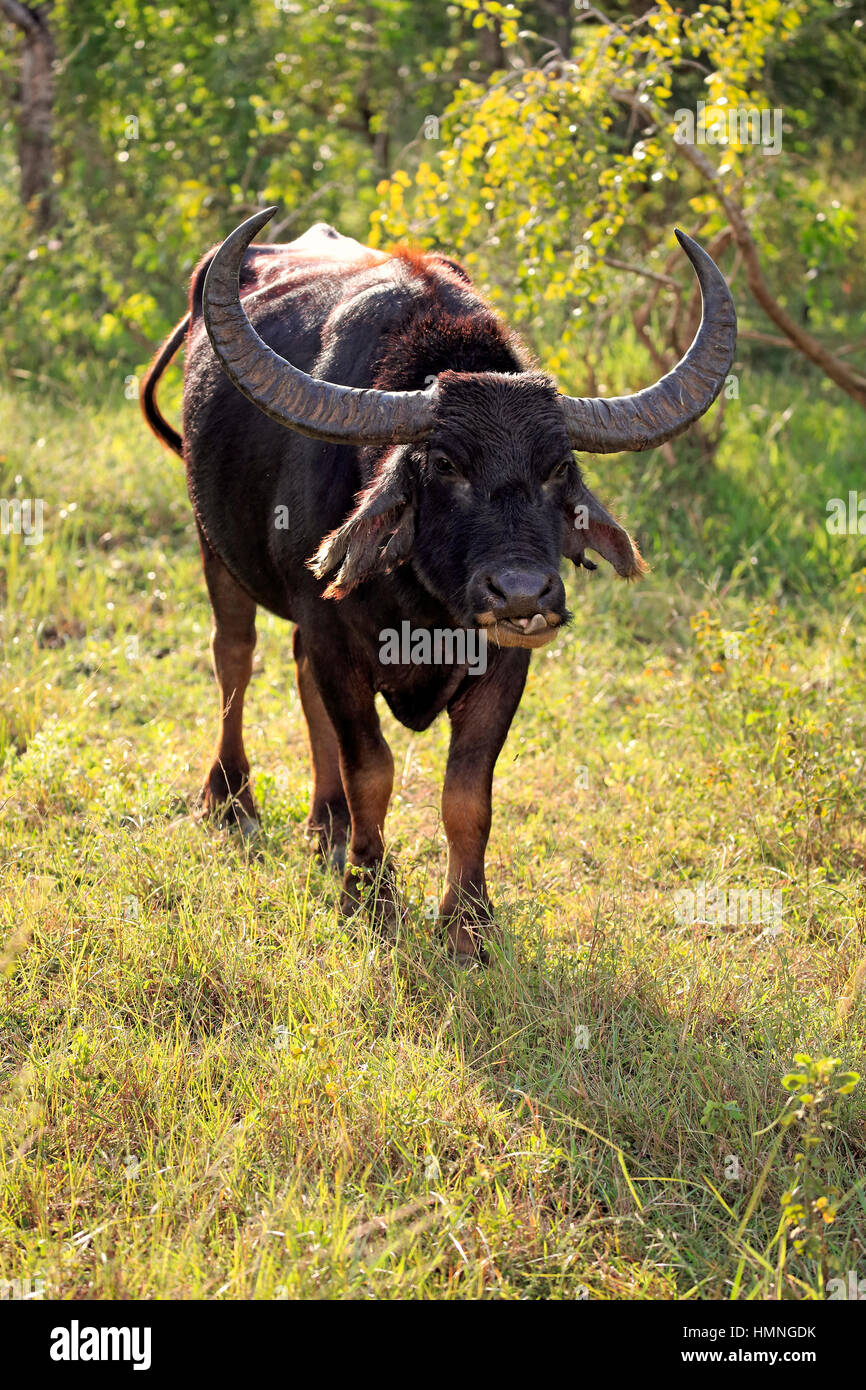 Male buffalo vertical hi-res stock photography and images - Alamy