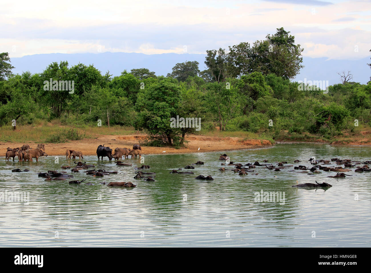 Wild Water Buffalo, (Bubalus arnee), herd in water bathing, Udawalawe ...