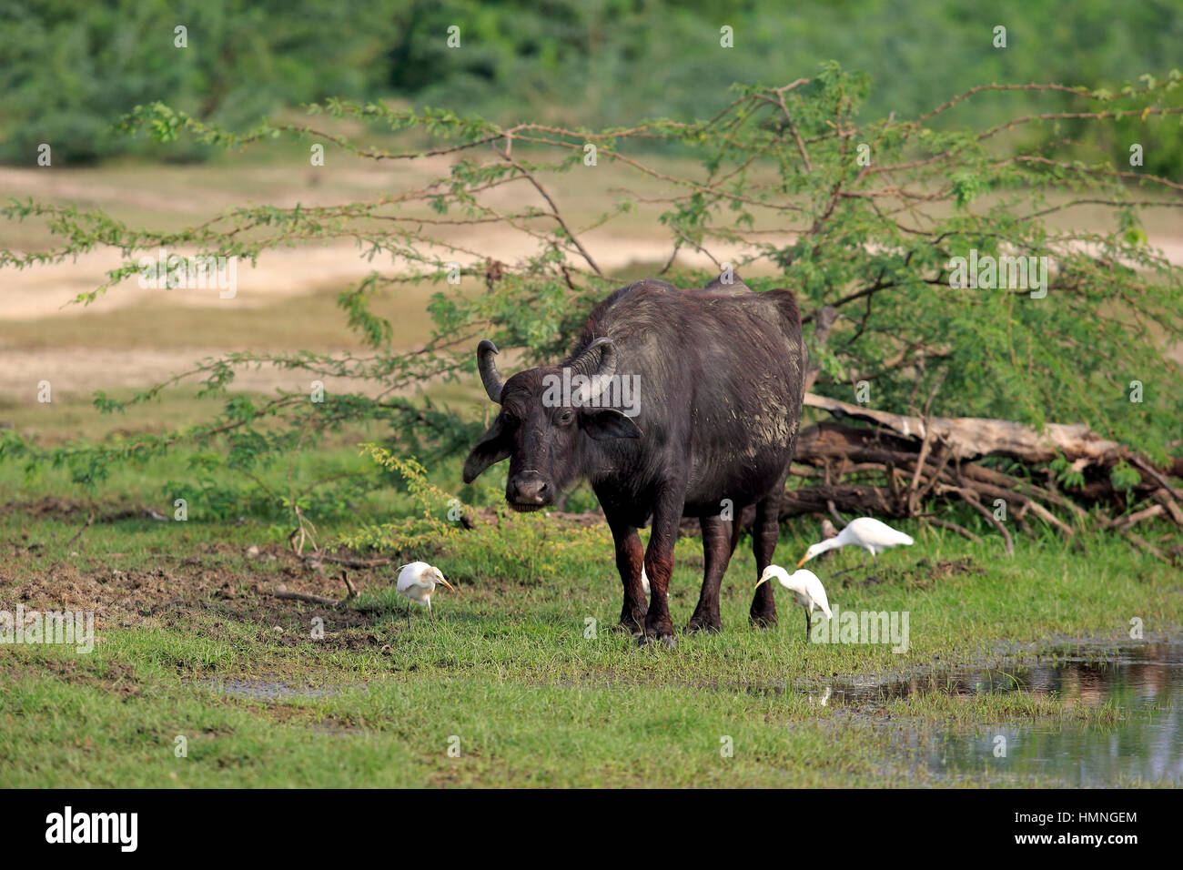 Water Buffalo, (Bubalis bubalis), adult with Cattle Egret, (Bubulcus ...