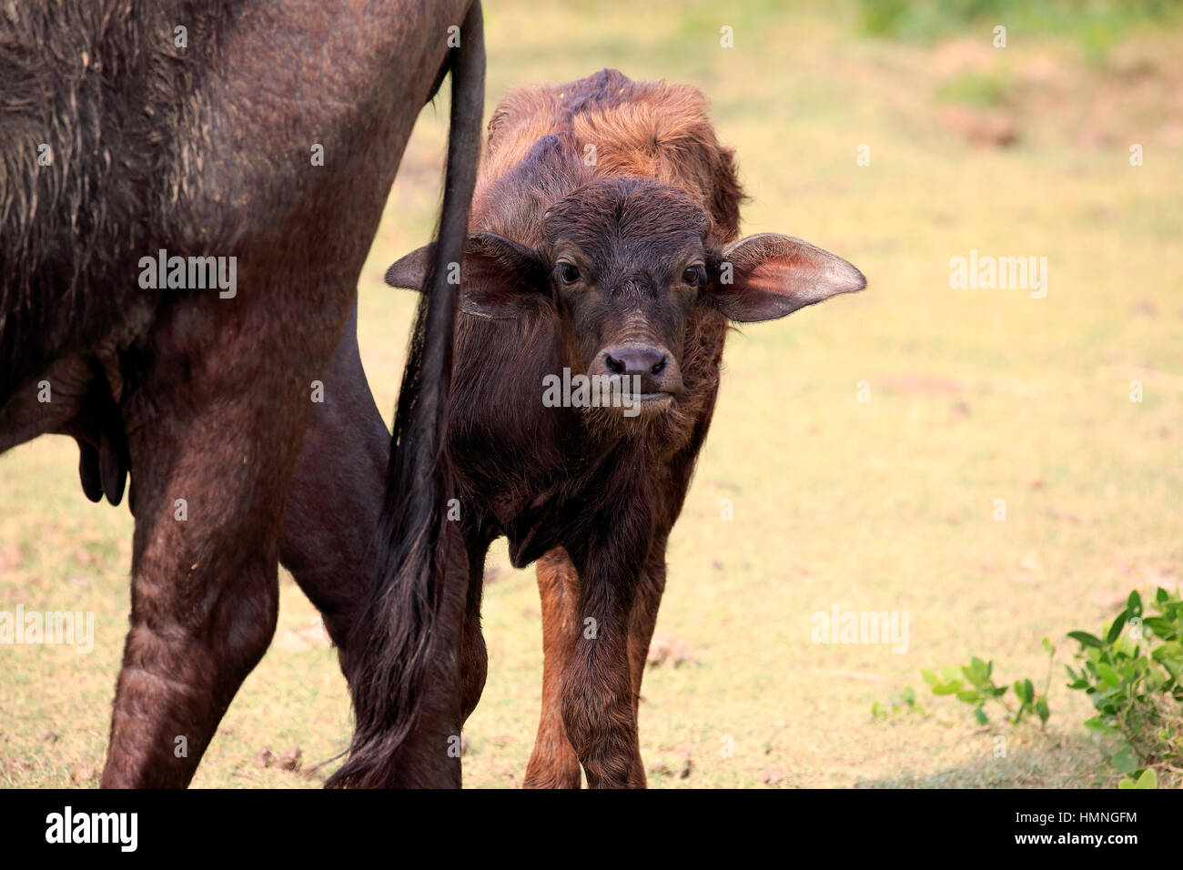 Water Buffalo, (Bubalis bubalis), young, calf, Bundala Nationalpark ...