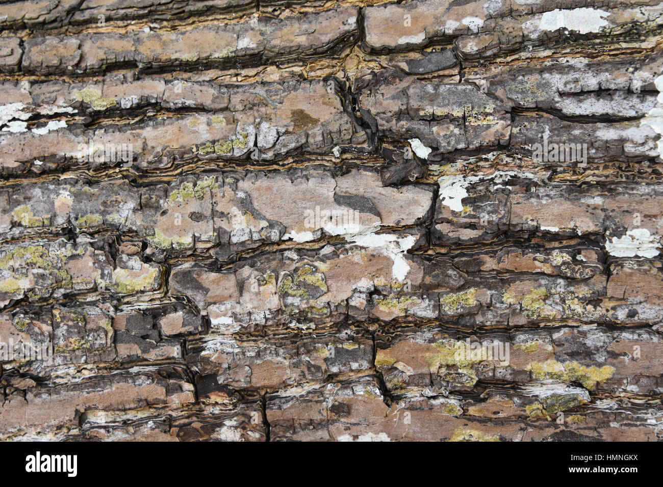 Wood bark macro hi-res stock photography and images - Alamy
