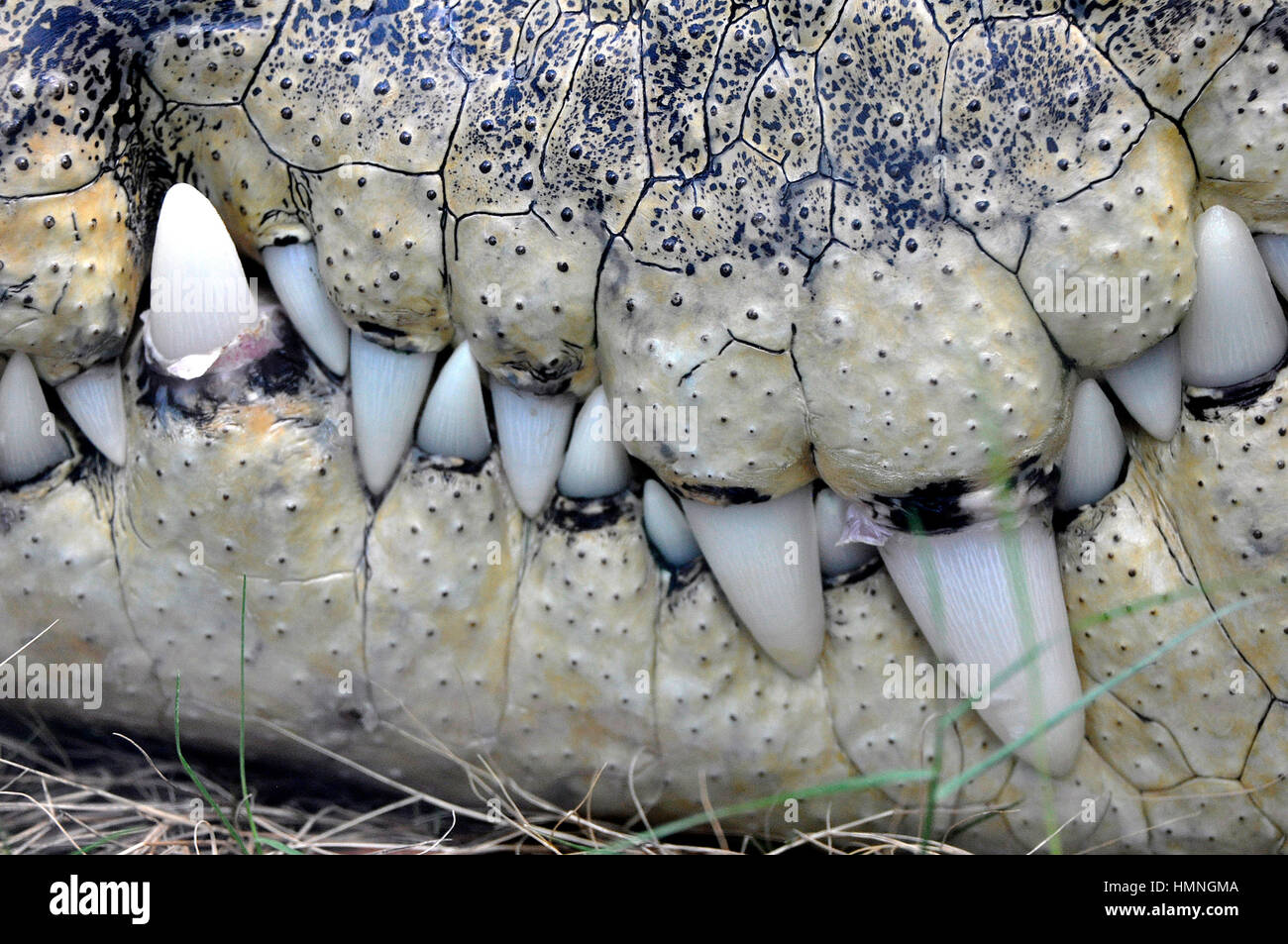 Close-up of a crocodile's teeth Stock Photo - Alamy