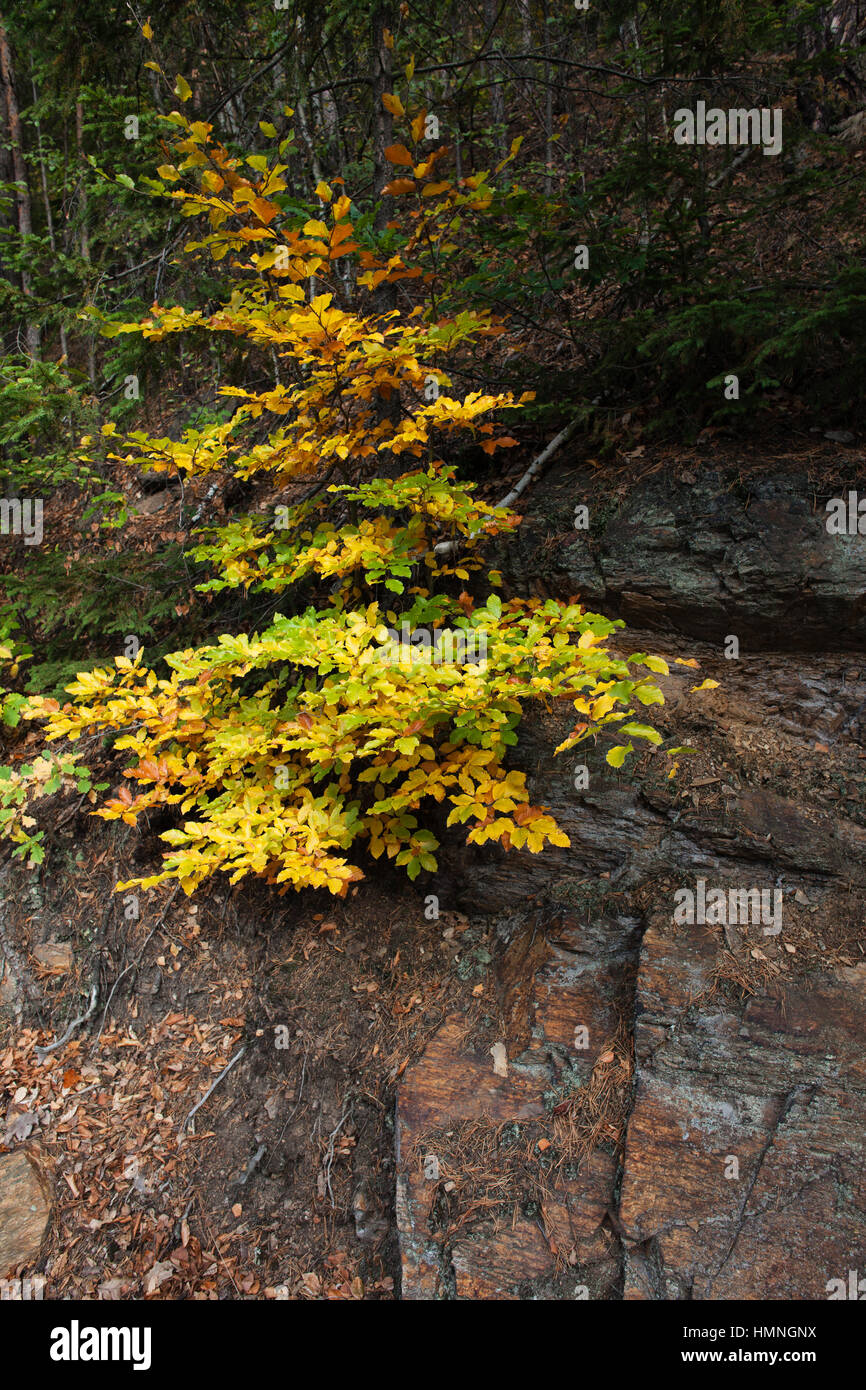 Small autumn tree on a mountain rock Stock Photo - Alamy