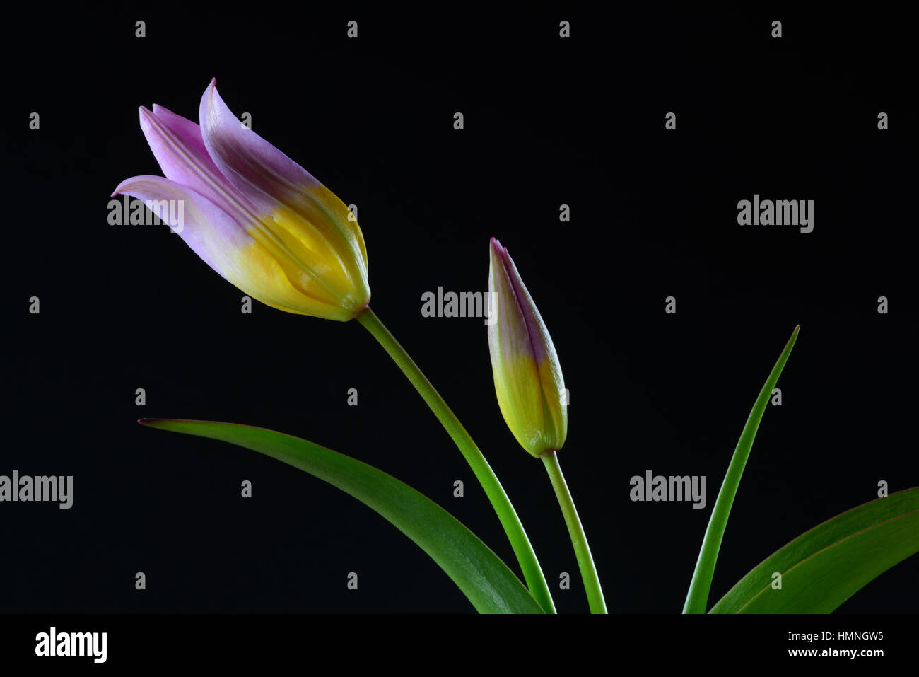 The wild tulip of Turkey Stock Photo - Alamy
