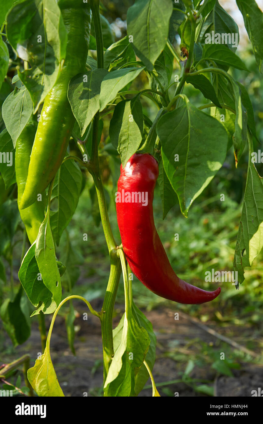 Bush of red long hot pepper growing Stock Photo - Alamy
