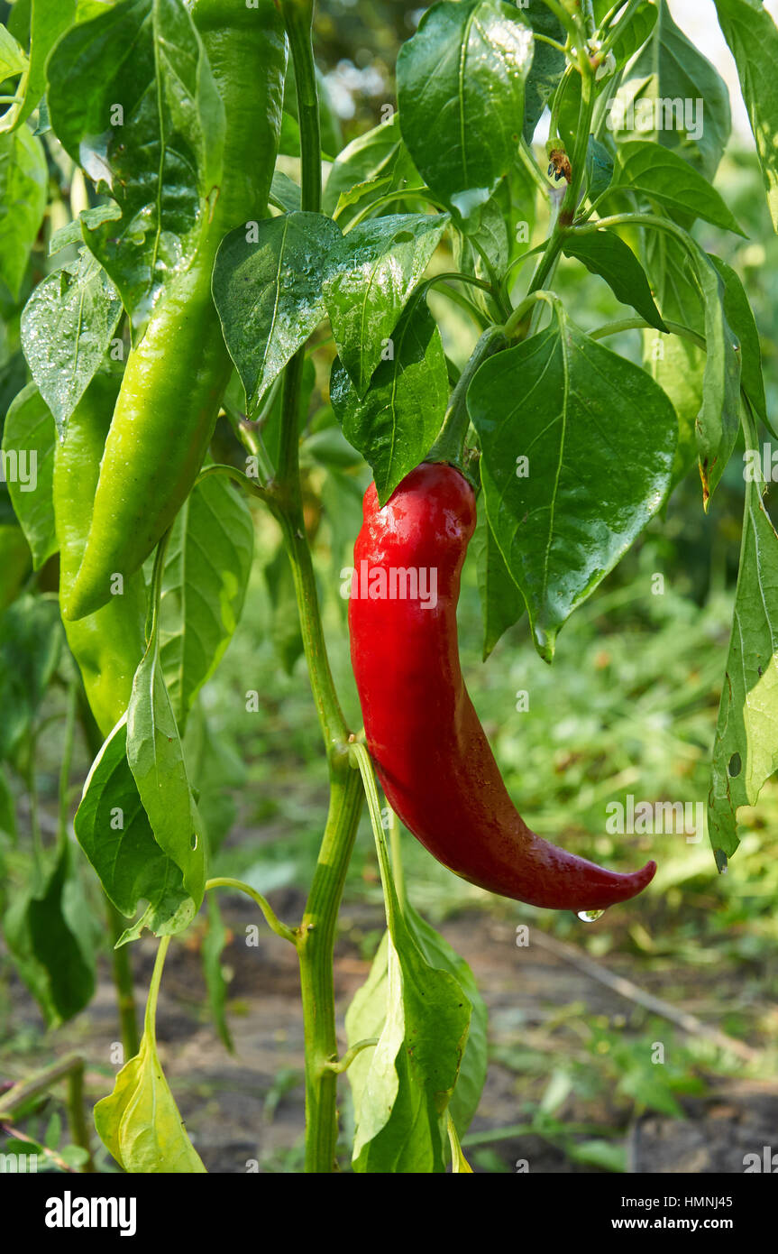 Bush of red long hot pepper growing Stock Photo - Alamy