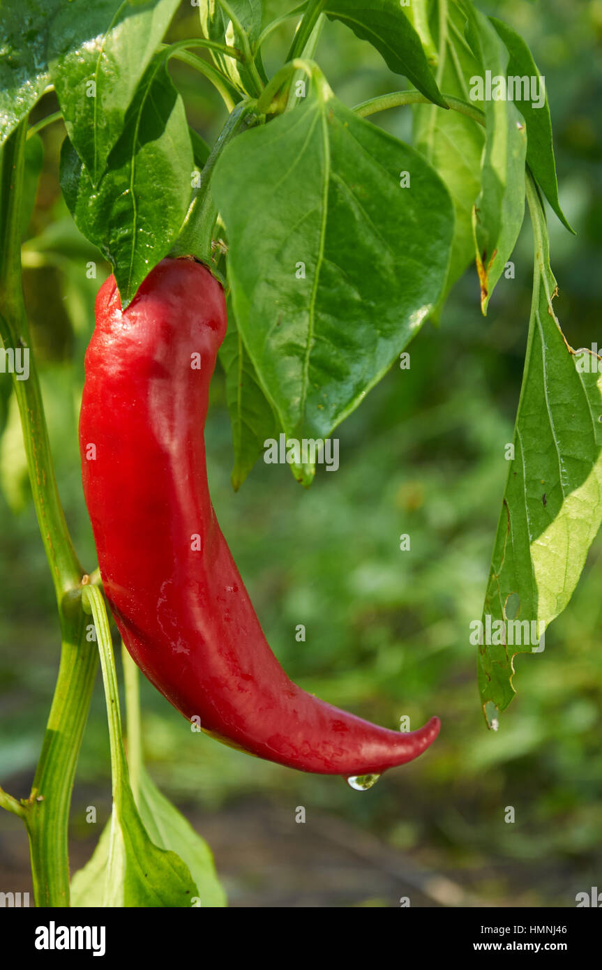 Bush of red long hot pepper growing Stock Photo - Alamy