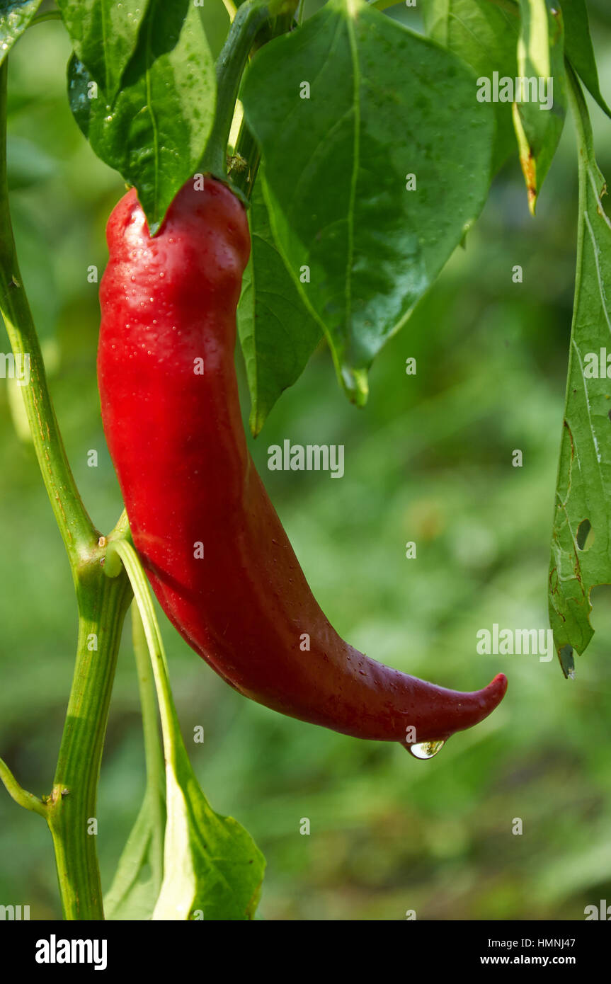 Bush of red long hot pepper growing Stock Photo - Alamy