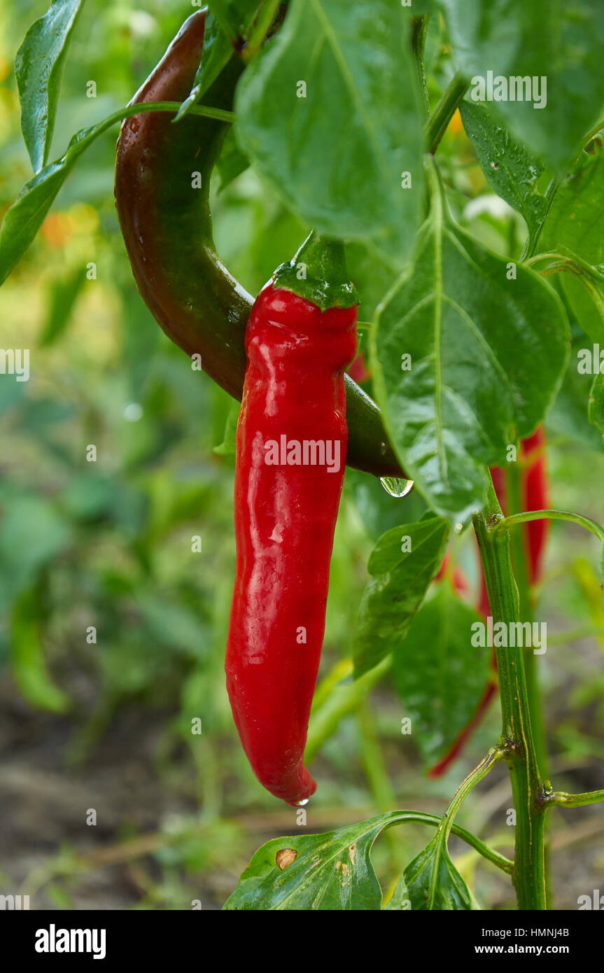 Bush of red long hot pepper growing Stock Photo - Alamy