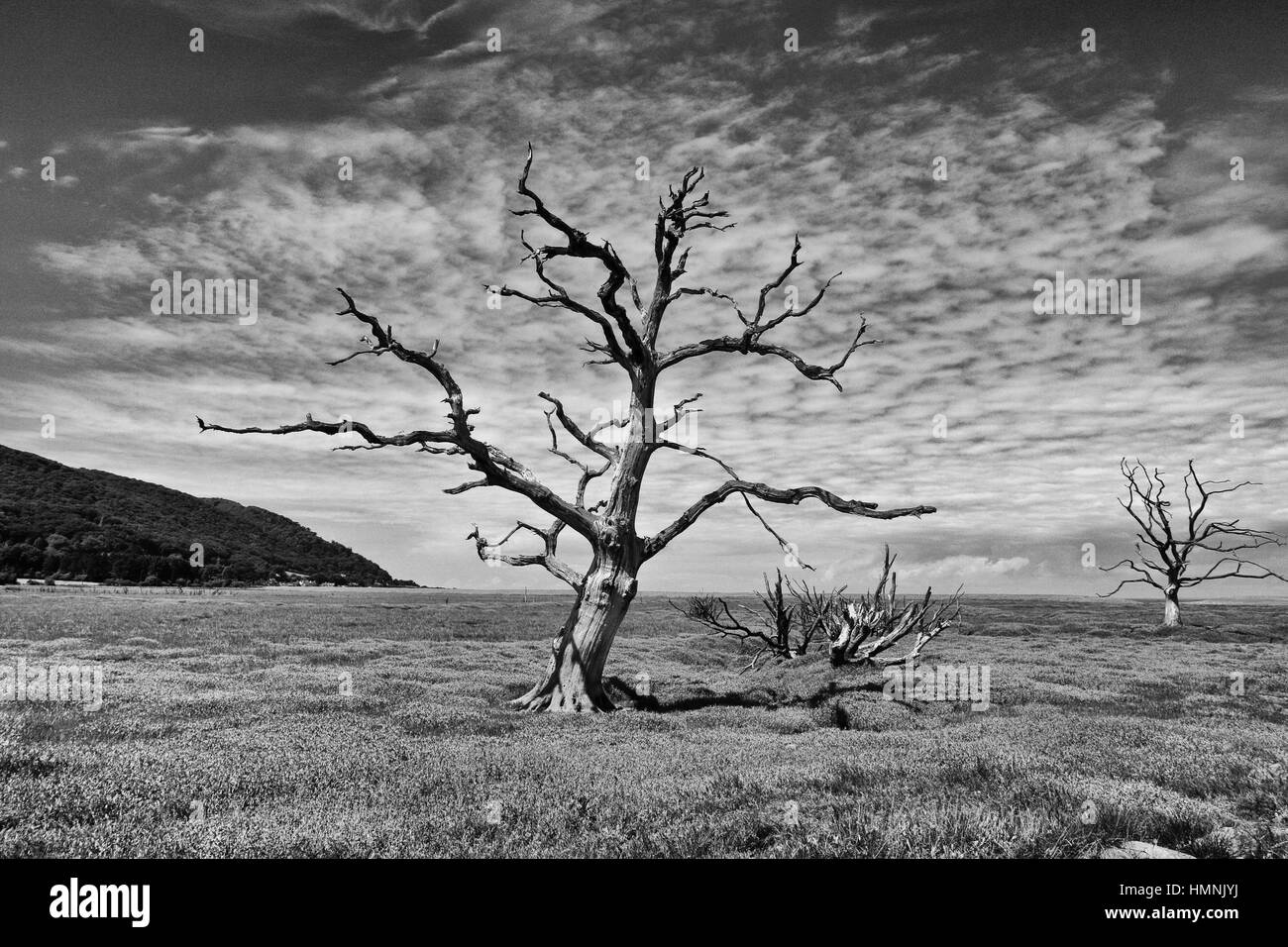 Nature reclaiming its hold on the land Stock Photo - Alamy