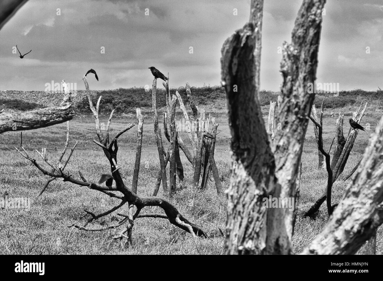 Nature reclaiming its hold on the land Stock Photo - Alamy