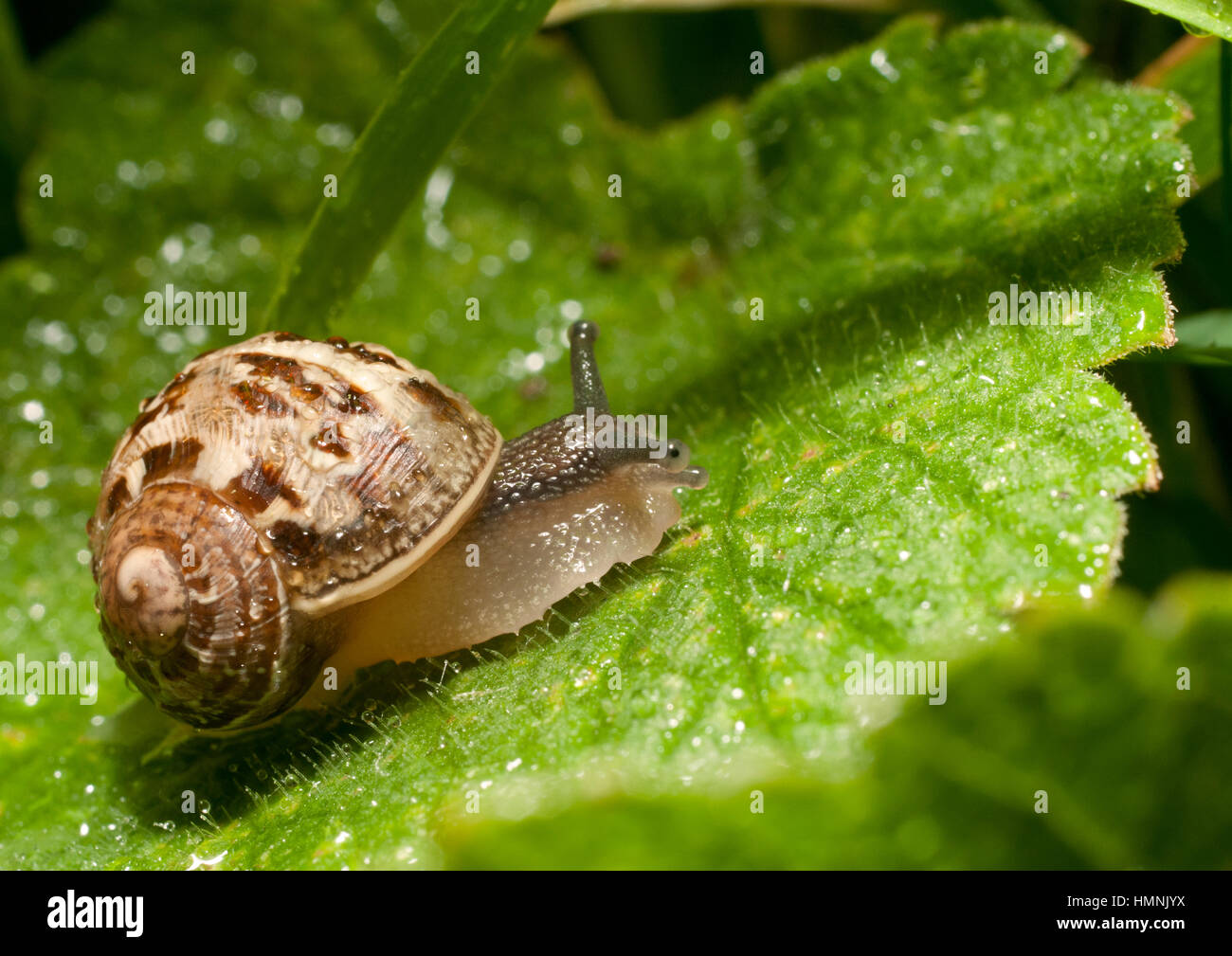 Silver slime trail hi-res stock photography and images - Alamy