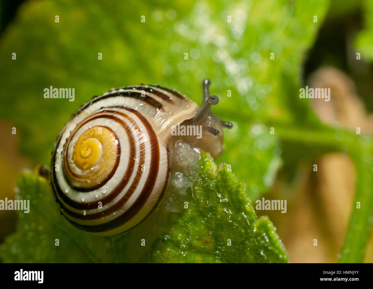 Snail looking for shade Stock Photo - Alamy