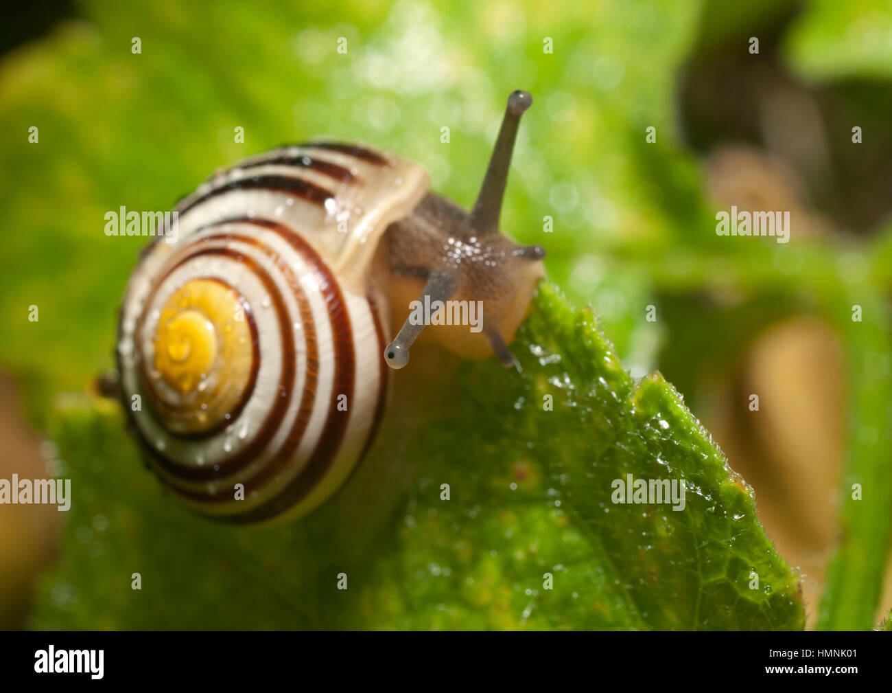 Silver slime trail hi-res stock photography and images - Alamy