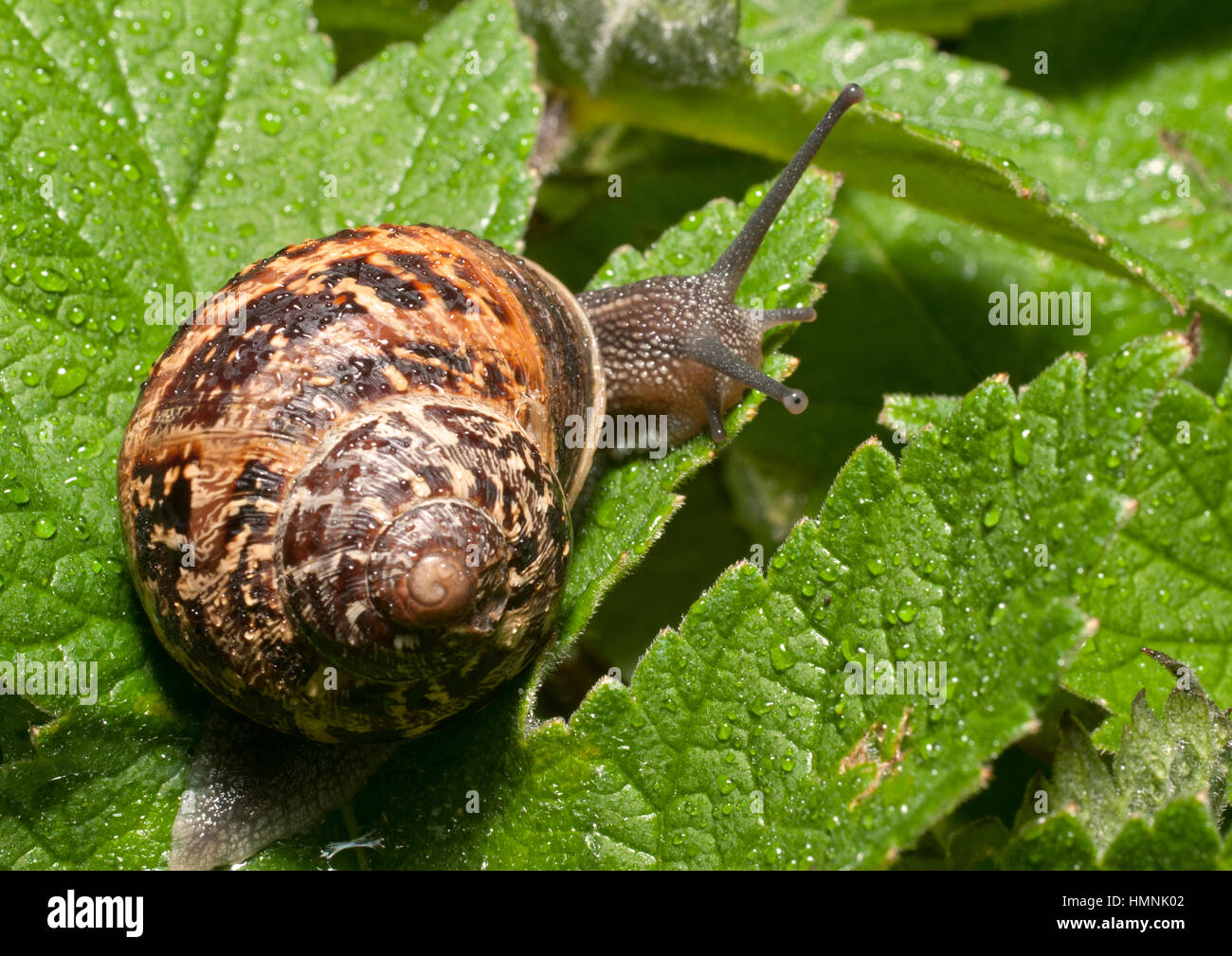 Cool snail hi-res stock photography and images - Alamy
