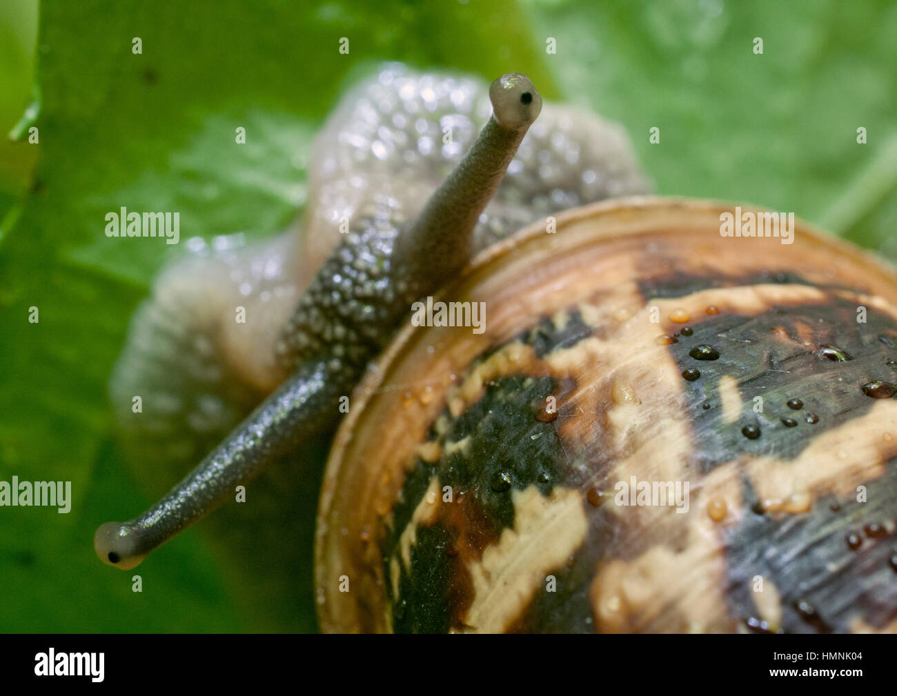 Snail looking for shade Stock Photo - Alamy