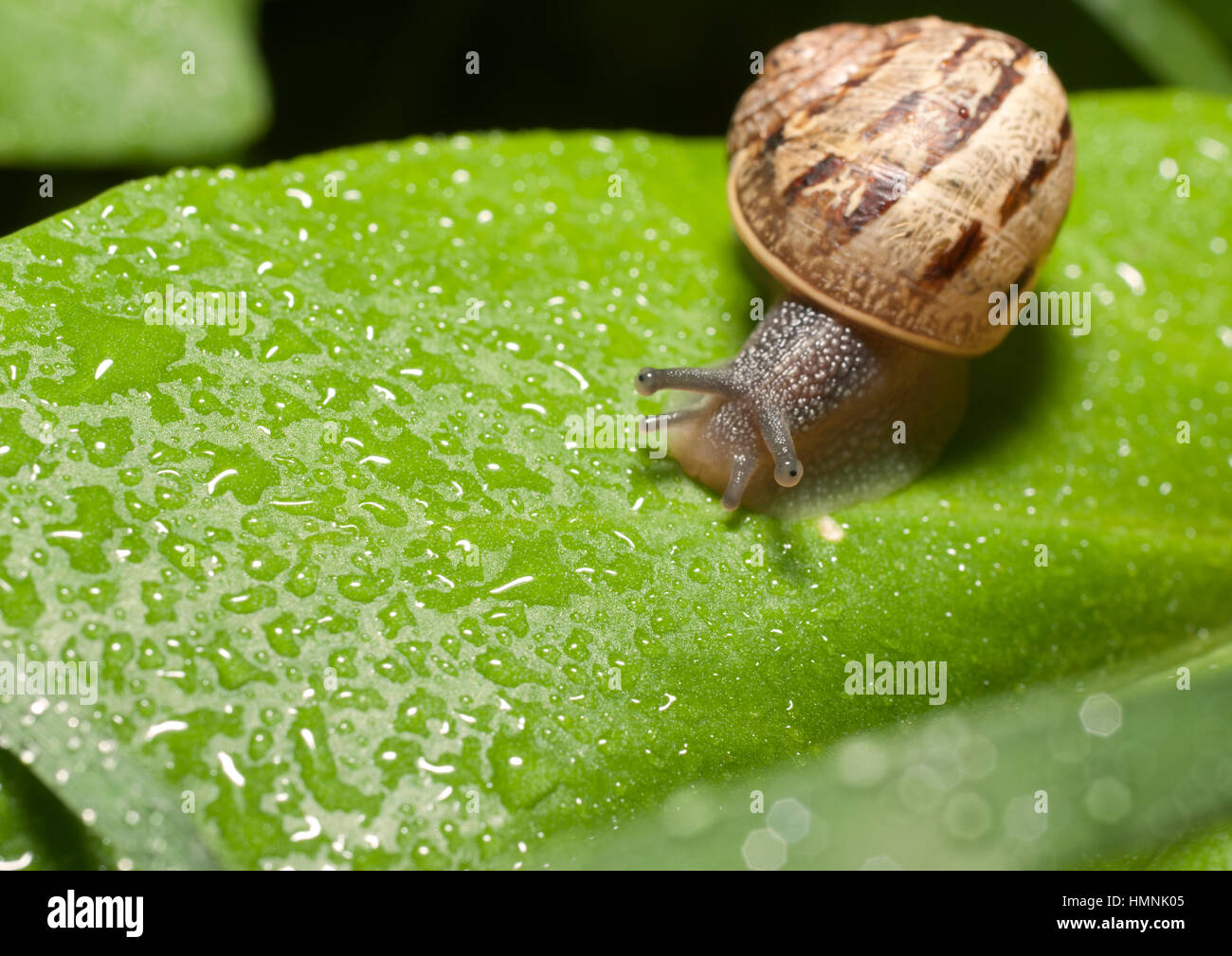 Berry head trail hi-res stock photography and images - Alamy