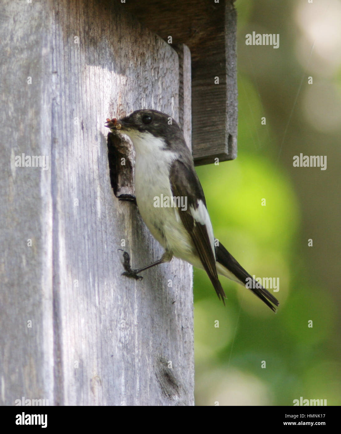 EUROPEAN PIED FLYCATCHER at the nest with food for the chicks Stock ...