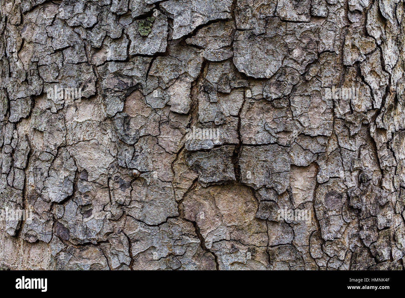 Wood Texture, Detailed texture of lit poplar bark, old large poplar ...