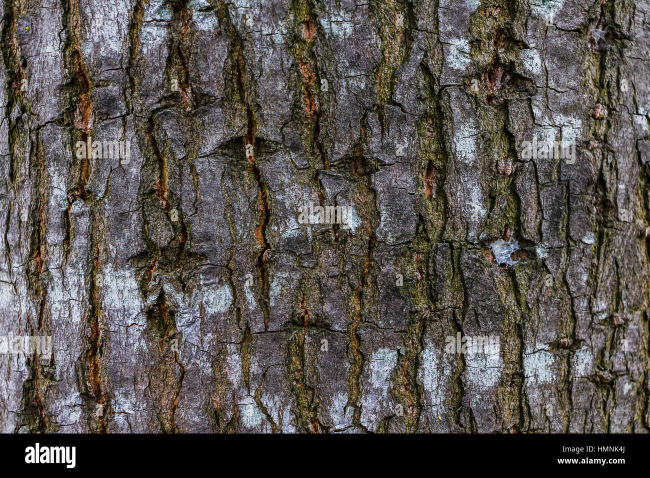 Wood Texture, Detailed texture of lit poplar bark, old large poplar ...