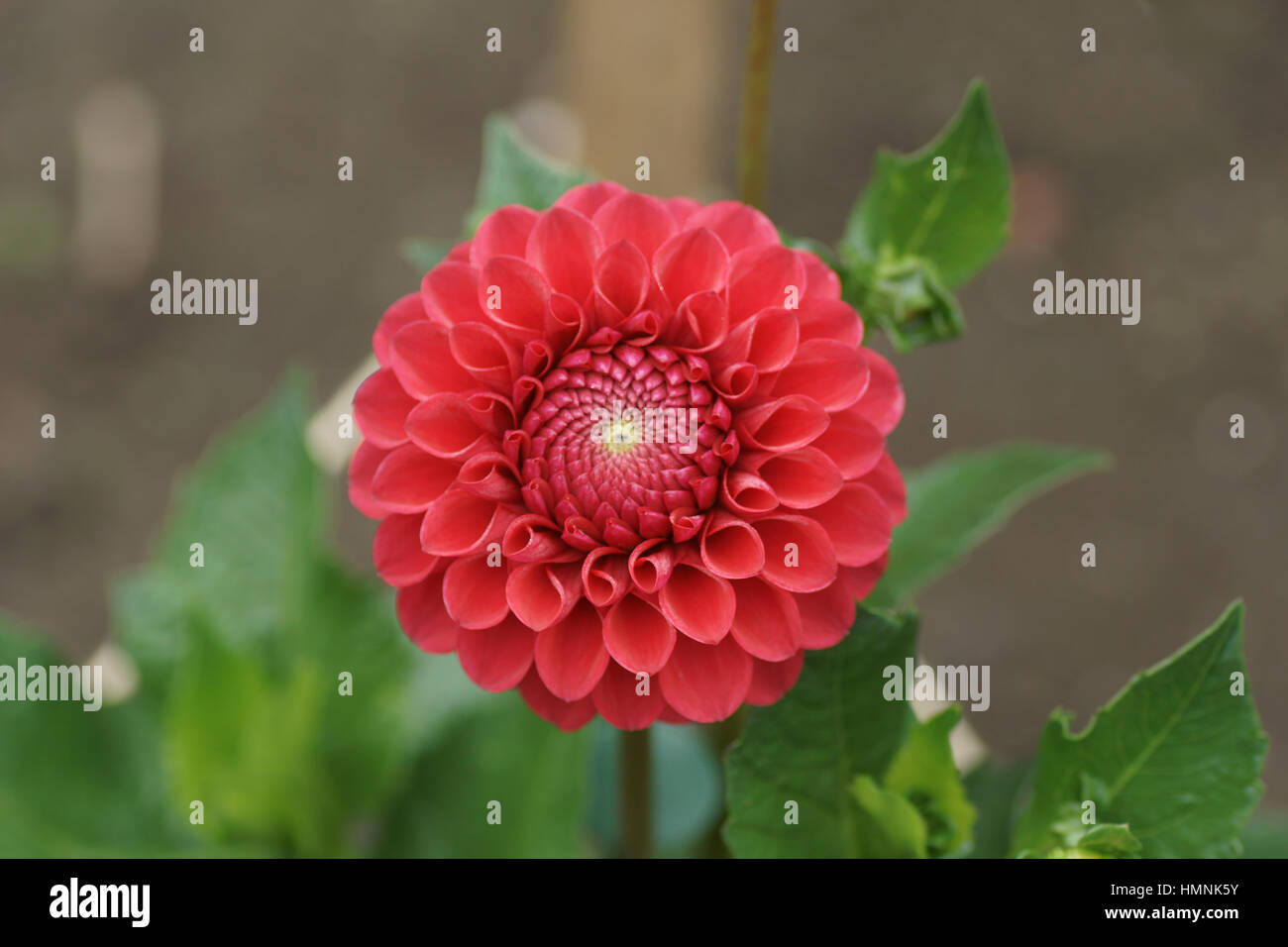 Dahlia 'Raspberry Valliant' Stock Photo - Alamy