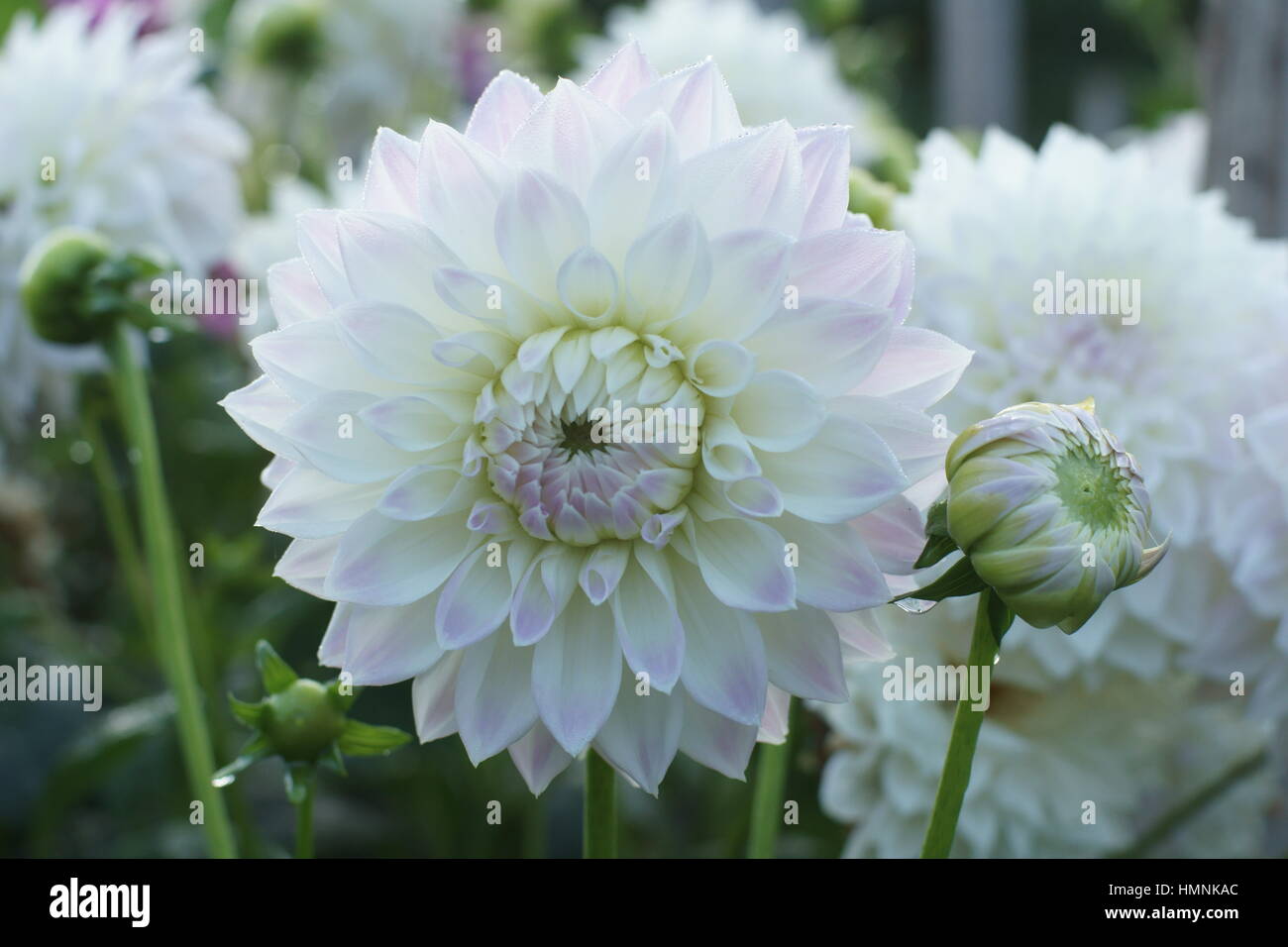 Rebel flower hi-res stock photography and images - Alamy