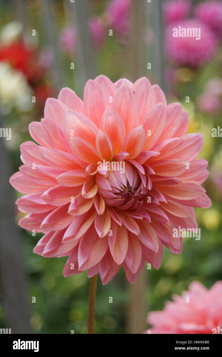 Dahlia scaur swinton hi-res stock photography and images - Alamy