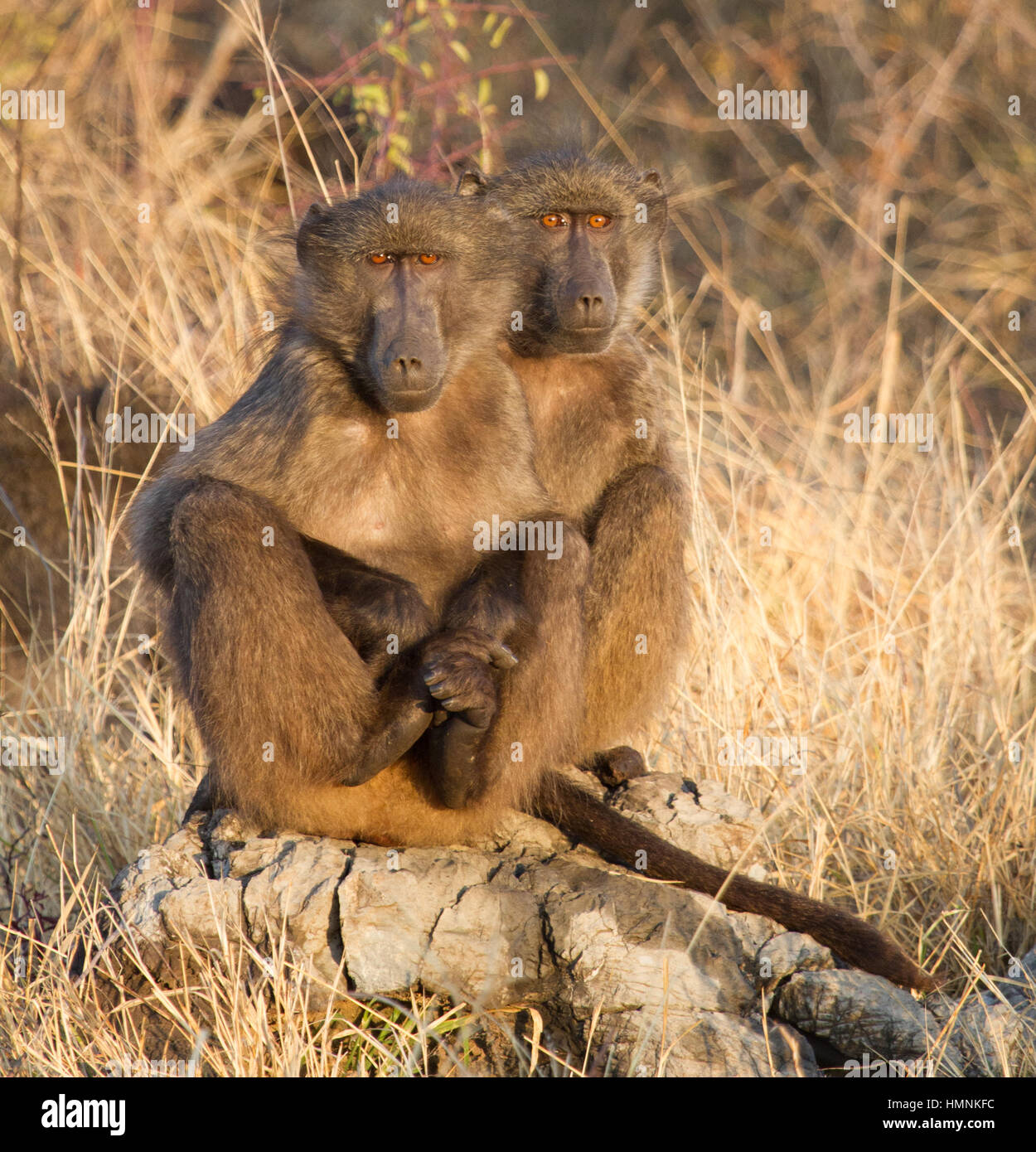 Chacma baboons sitting together on a rock Stock Photo - Alamy