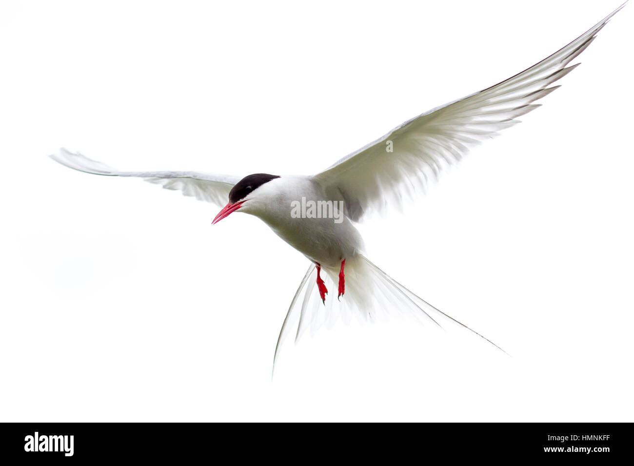 Arctic tern flying Stock Photo - Alamy