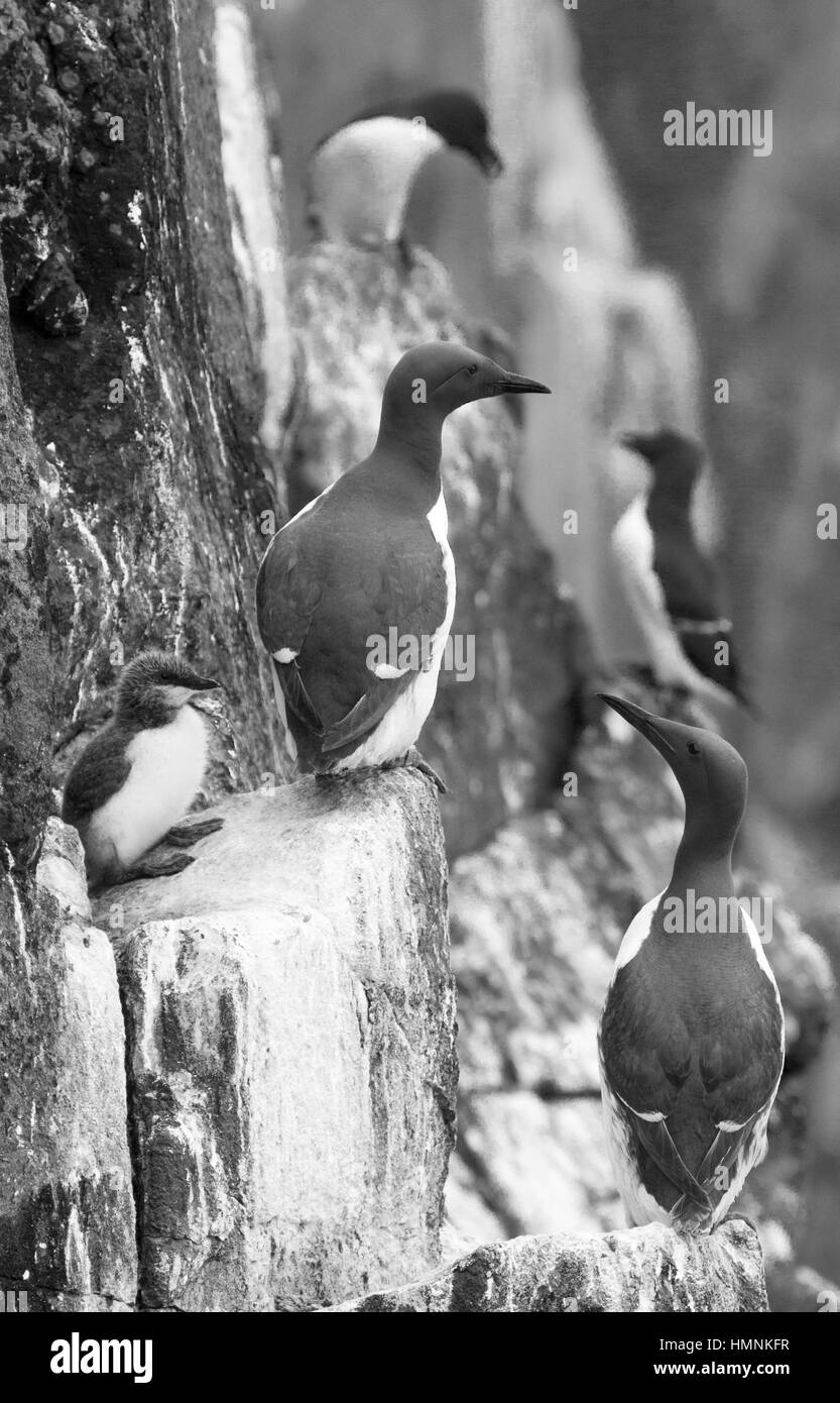 Black ledge Black and White Stock Photos & Images - Alamy