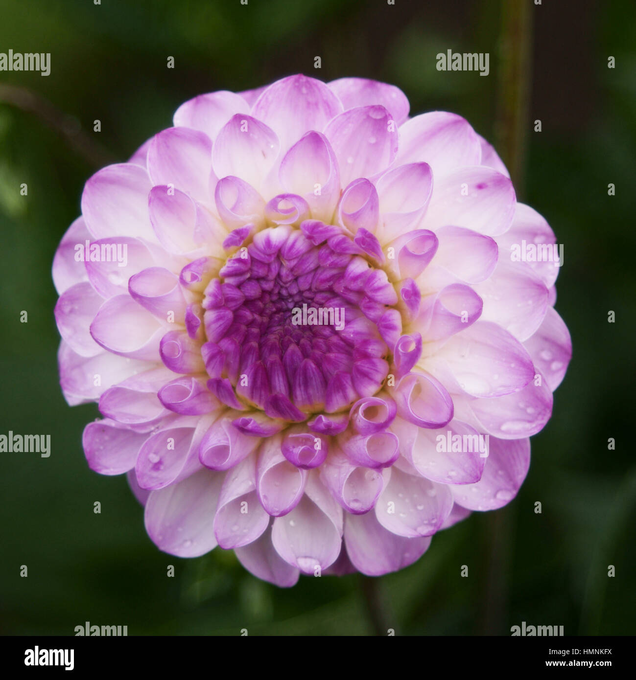 Dahlia 'Treby Dainty' Stock Photo - Alamy