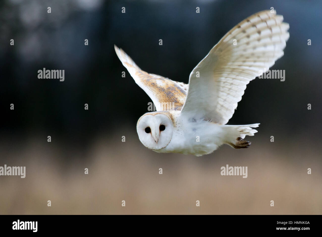 Barn owl hunting above a field Stock Photo - Alamy