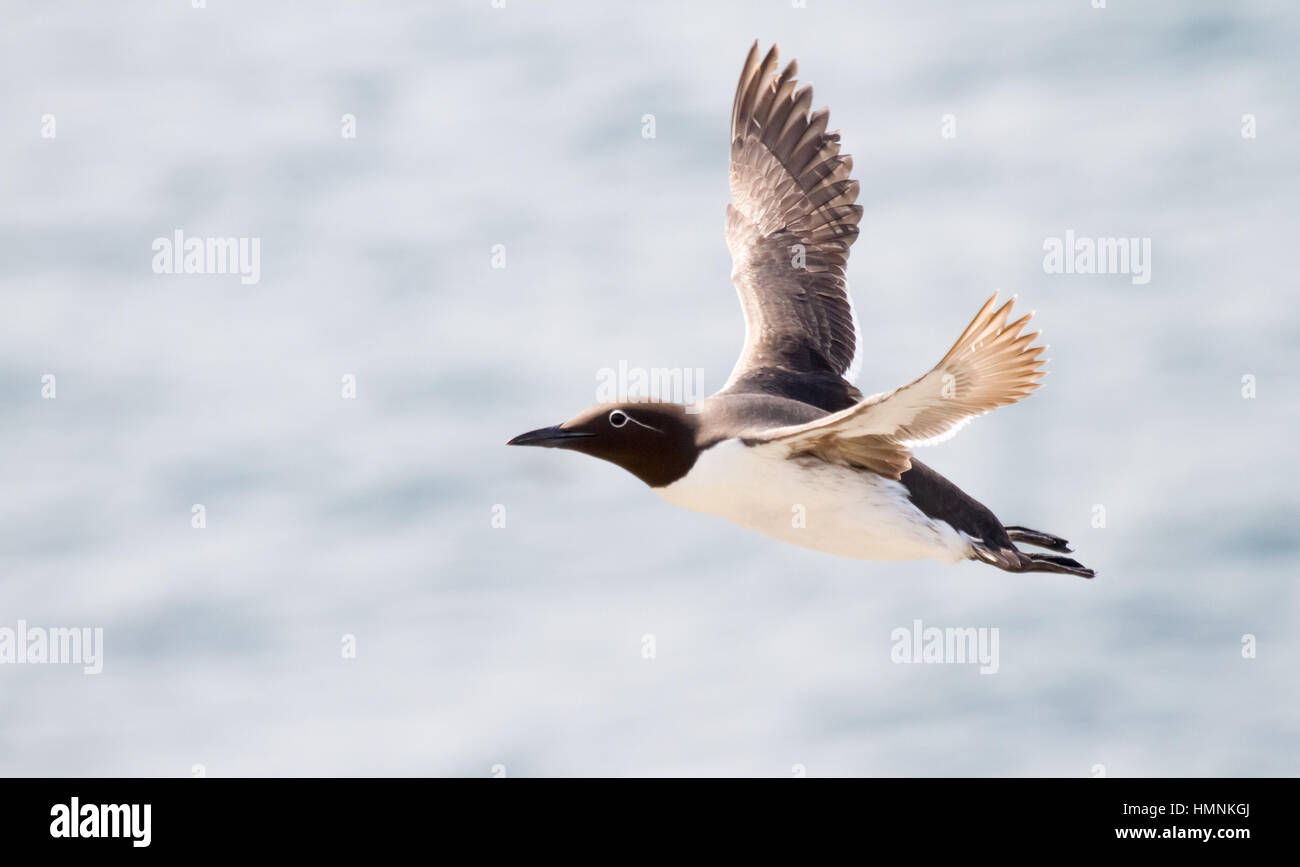 Bridled guillemot uk hi-res stock photography and images - Alamy