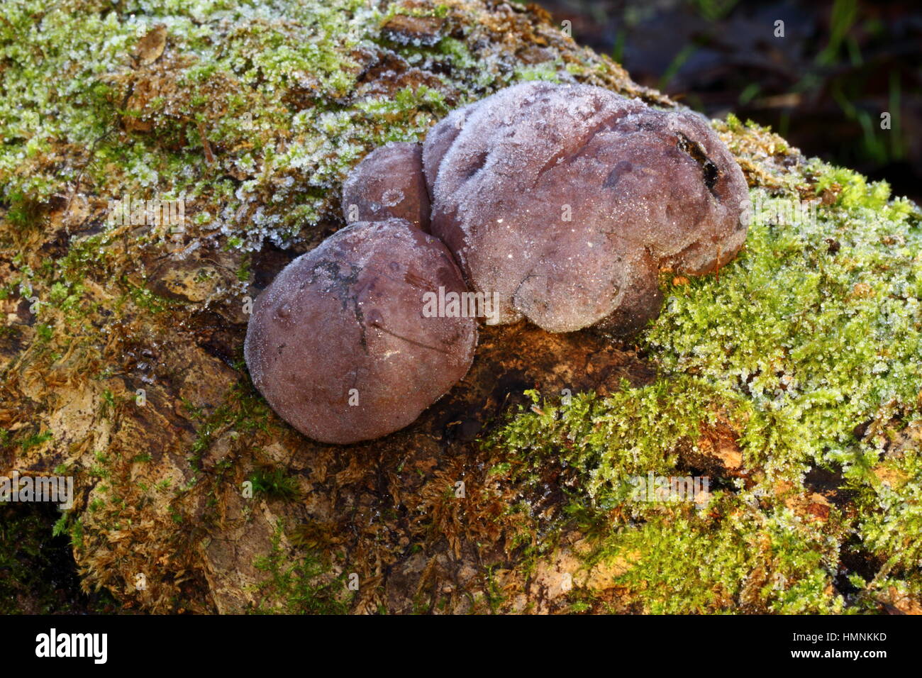 King alfred's cake fungus hi-res stock photography and images - Alamy