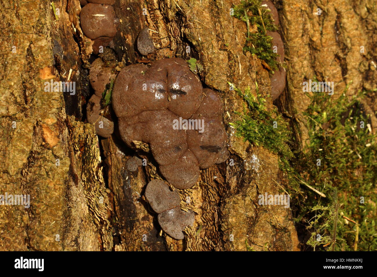 King Alfred's Cakes Stock Photo - Alamy