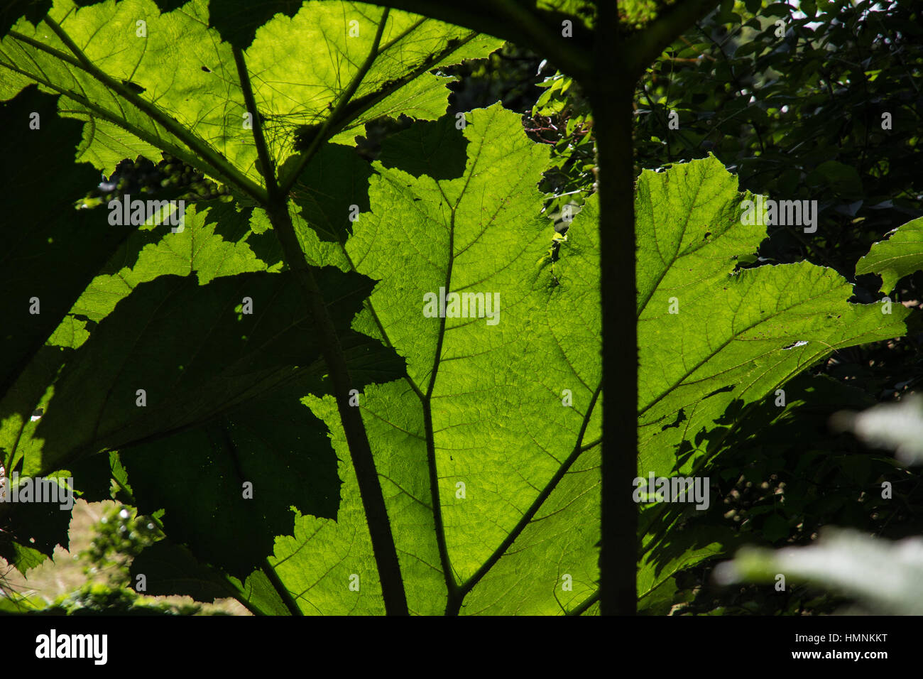 Gunnera (giant rhubarb) leaf with sun shining through Stock Photo - Alamy