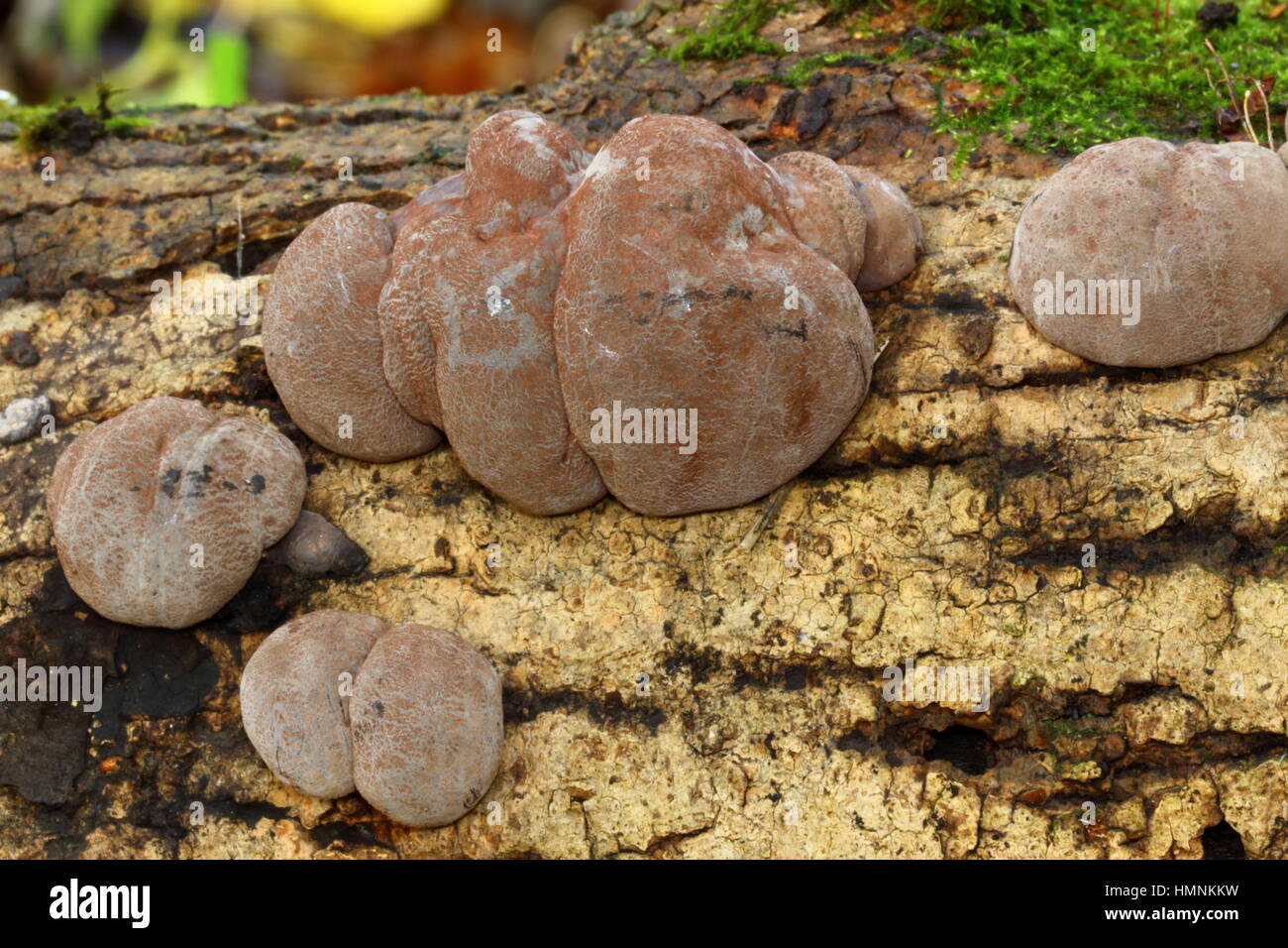 King alfreds cake fungus daldinia hi-res stock photography and images ...