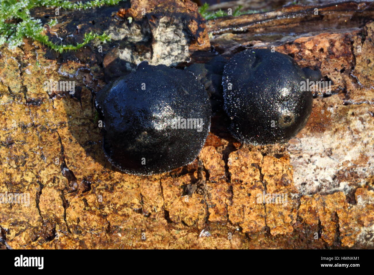 King alfred’s cake hi-res stock photography and images - Alamy