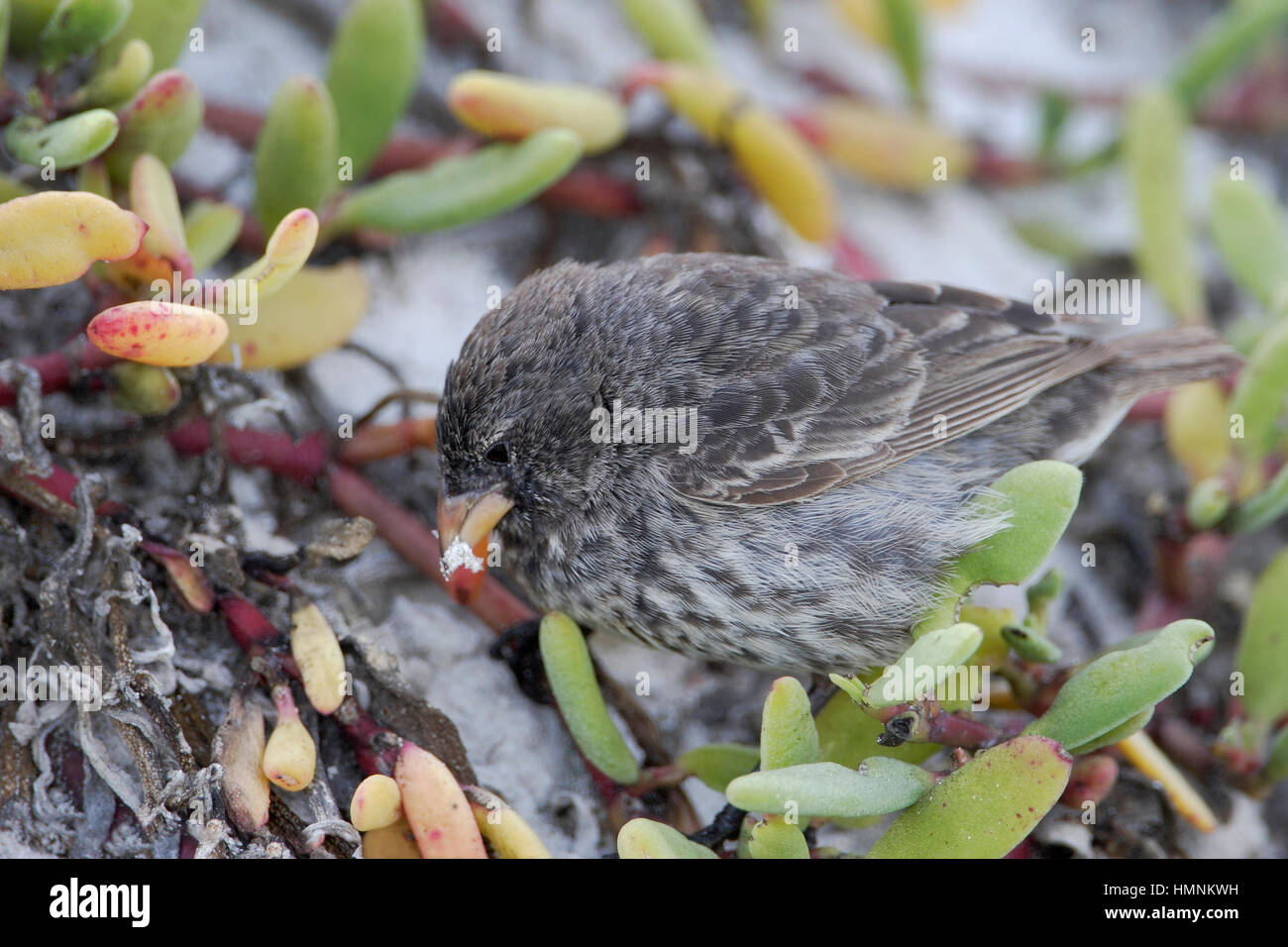 Small Ground Finch (Geospiza fuliginosa) searching for food, Tortuga ...