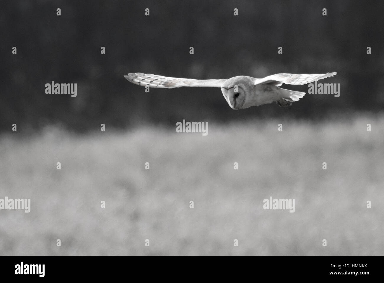 Barn owl hunting above a field Stock Photo - Alamy